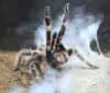 Tarantula Life Expectancy: Surprising Facts About These Long-Living ...
