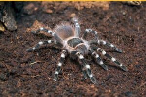 Tarantula Life Expectancy: Surprising Facts About These Long-Living ...