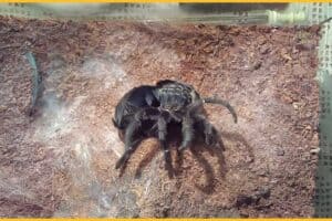 Complete Tarantula Molting Care: How to Boost Success Rates by 95% ...