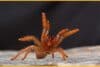 Tarantula Raising Front Legs? Here's What Your Spider Is Really Telling ...