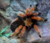 Fight or Flight: Understanding Tarantula Territorial Behavior in the ...