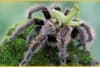 Fight or Flight: Understanding Tarantula Territorial Behavior in the ...