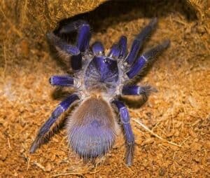 The Ultimate Tarantula Care Guide: Everything First-Time Owners Need to ...