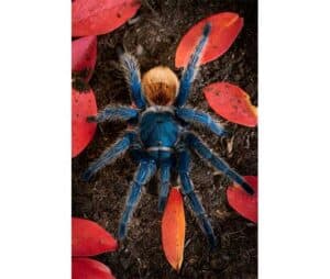 Easiest Tarantulas to Keep: Top Beginner-Friendly Species Ranked ...