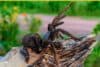 Tarantula Noises Explained: What Your Pet Spider Is Trying to Tell You ...