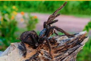 Tarantula Noises Explained: What Your Pet Spider Is Trying to Tell You ...