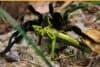 Wild Tarantula Feeding Habits: From Insects to Small Vertebrates ...