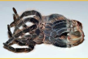 Tarantula Molting Explained: Why Your 8-Legged Friend Sheds Its Skin ...
