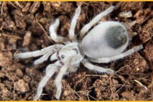 Albino or Just Pale? The Fascinating World of White Tarantulas ...