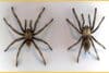 8 Legs vs. 6: Why Tarantulas Are Spiders, Not Insects | ZooAwesome