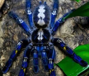 The Mystery of Blue Tarantulas: Why These Cobalt Beauties Are Almost Impossible to Find | ZooAwesome