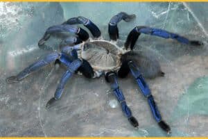 The Mystery of Blue Tarantulas: Why These Cobalt Beauties Are Almost ...