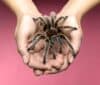 Can Tarantulas Jump at You? Science Reveals What These Spiders Can ...