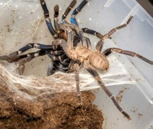 Tarantula Breeding Laws Explained: From Permits to Profits | ZooAwesome