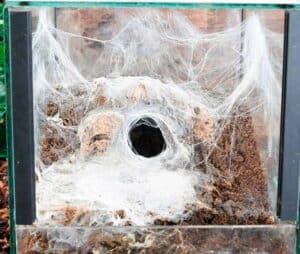 Why Your 'Spider' Knowledge Is Wrong: Tarantulas vs. True Spiders ...