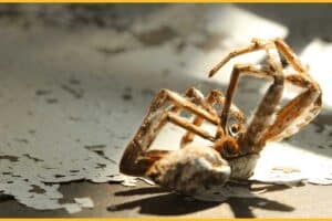 Save the Spiders: The Alarming Decline of Endangered Tarantula Species ...