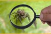 Identify Any Jumping Spider in 3 Easy Steps: A Complete Field Guide ...