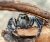 The Complete Guide to Hyllus Diardi: Nature's Most Dazzling Jumping ...