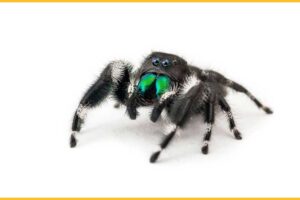 The Ultimate Guide to North American Jumping Spiders: Meet Your Tiny ...