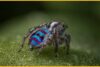 Peacock Spiders: Inside the Spectacular World of Maratus Species ...