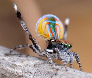 Rare & Exotic Jumping Spiders: Nature's Tiny Geniuses Hiding in Plain ...