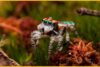 Rare & Exotic Jumping Spiders: Nature's Tiny Geniuses Hiding in Plain ...