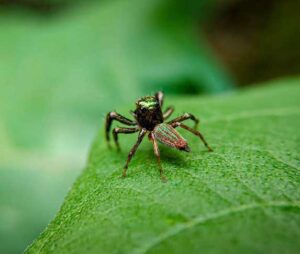 Rare & Exotic Jumping Spiders: Nature's Tiny Geniuses Hiding in Plain ...