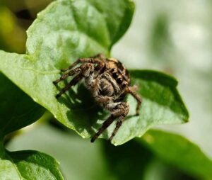 Rare & Exotic Jumping Spiders: Nature's Tiny Geniuses Hiding in Plain ...
