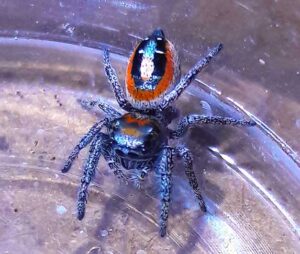 Rare & Exotic Jumping Spiders: Nature's Tiny Geniuses Hiding in Plain ...