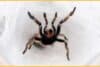 Tarantula Bite Symptoms Revealed: Less Scary Than You Think | ZooAwesome