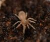 Tarantula Husbandry: Comprehensive Breeding Guide with Expert Tips ...