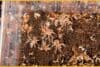 Tarantula Husbandry: Comprehensive Breeding Guide with Expert Tips ...