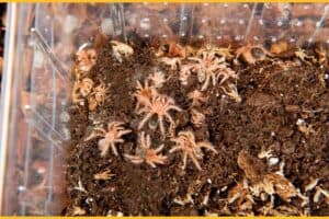 Tarantula Husbandry: Comprehensive Breeding Guide with Expert Tips ...