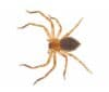 Tarantula vs. Huntsman Spider: 7 Critical Differences You Need to Know ...