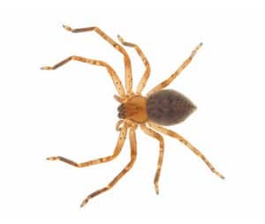 Tarantula vs. Huntsman Spider: 7 Critical Differences You Need to Know ...