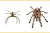 Tarantula vs. Huntsman Spider: 7 Critical Differences You Need to Know | ZooAwesome