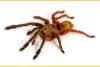 Beyond Brown: Discover the Most Vibrant and Beautiful Tarantula Species ...