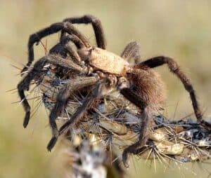 How Tarantulas Secretly Maintain Healthy Ecosystems: 5 Surprising ...