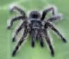 From Deserts to Rainforests: Where Do Tarantulas Live Around the World ...