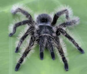 From Deserts to Rainforests: Where Do Tarantulas Live Around the World ...
