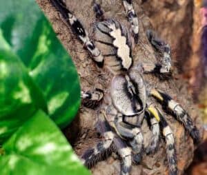 Bite Force: The 5 Tarantulas with Venom That Will Make You Scream ...